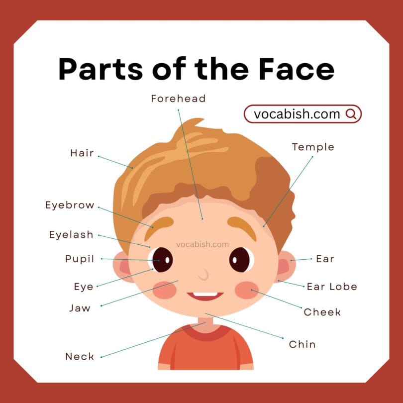 Parts of the Face in English | Face Parts Name with Pictures | Vocabish