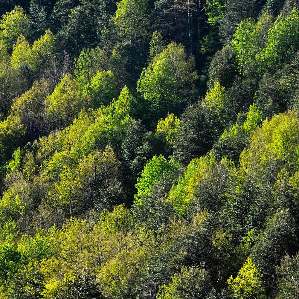 100+ Types of Trees with Pictures and Names | Vocabish