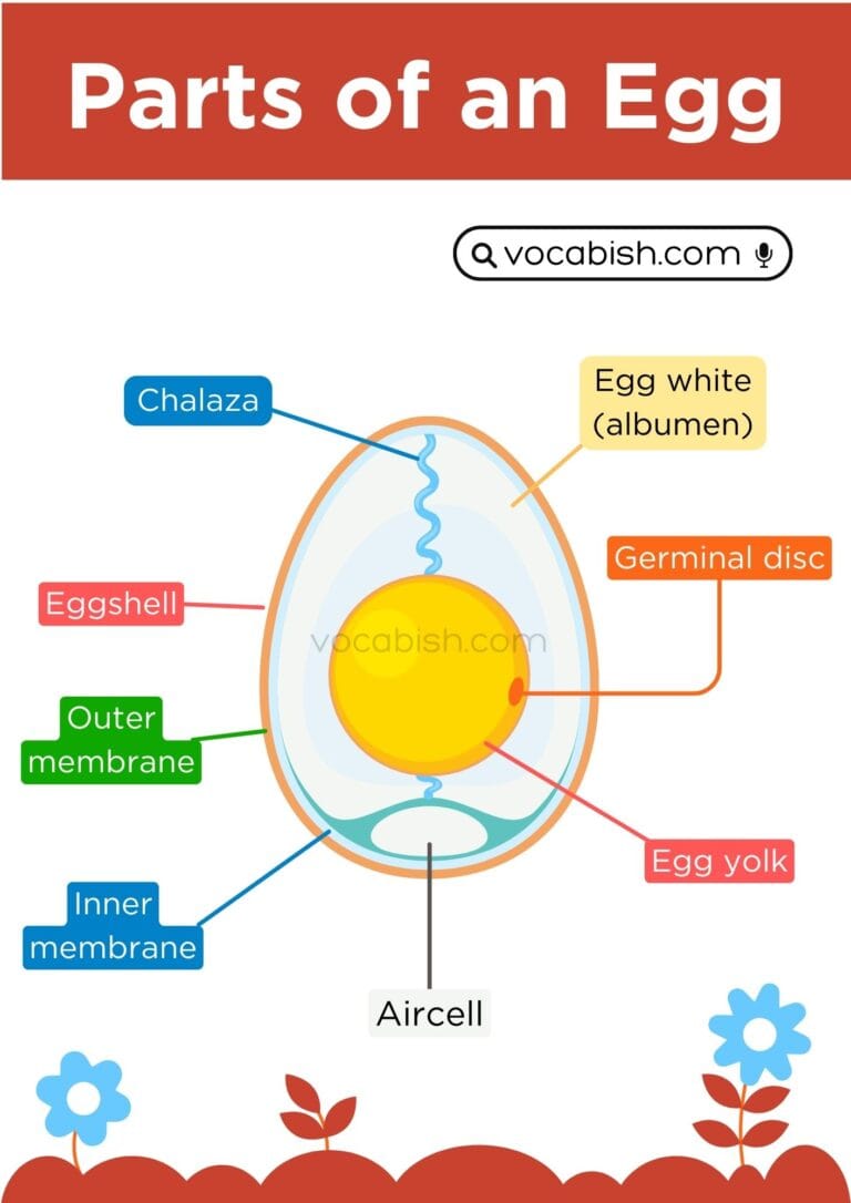 Parts of an Egg and Their Functions with Diagram | Vocabish