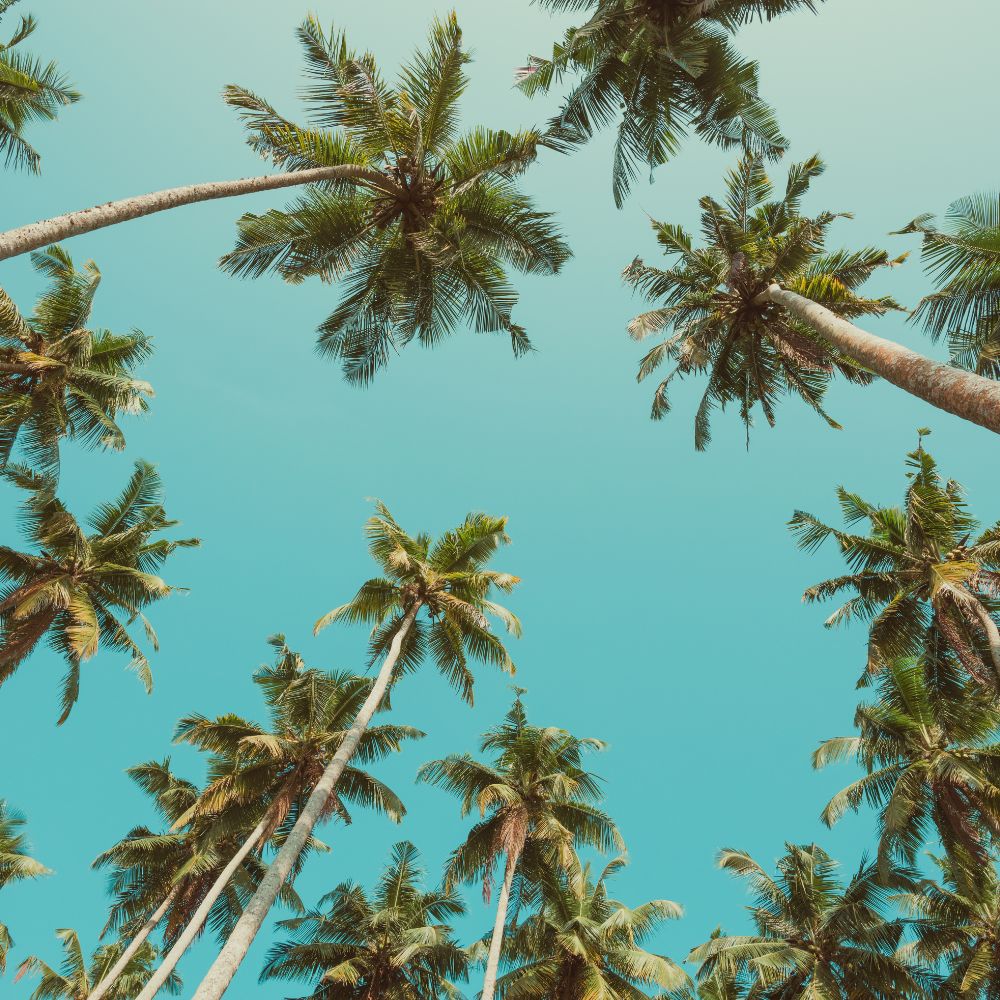 100+ Types of Trees with Pictures and Names | Vocabish