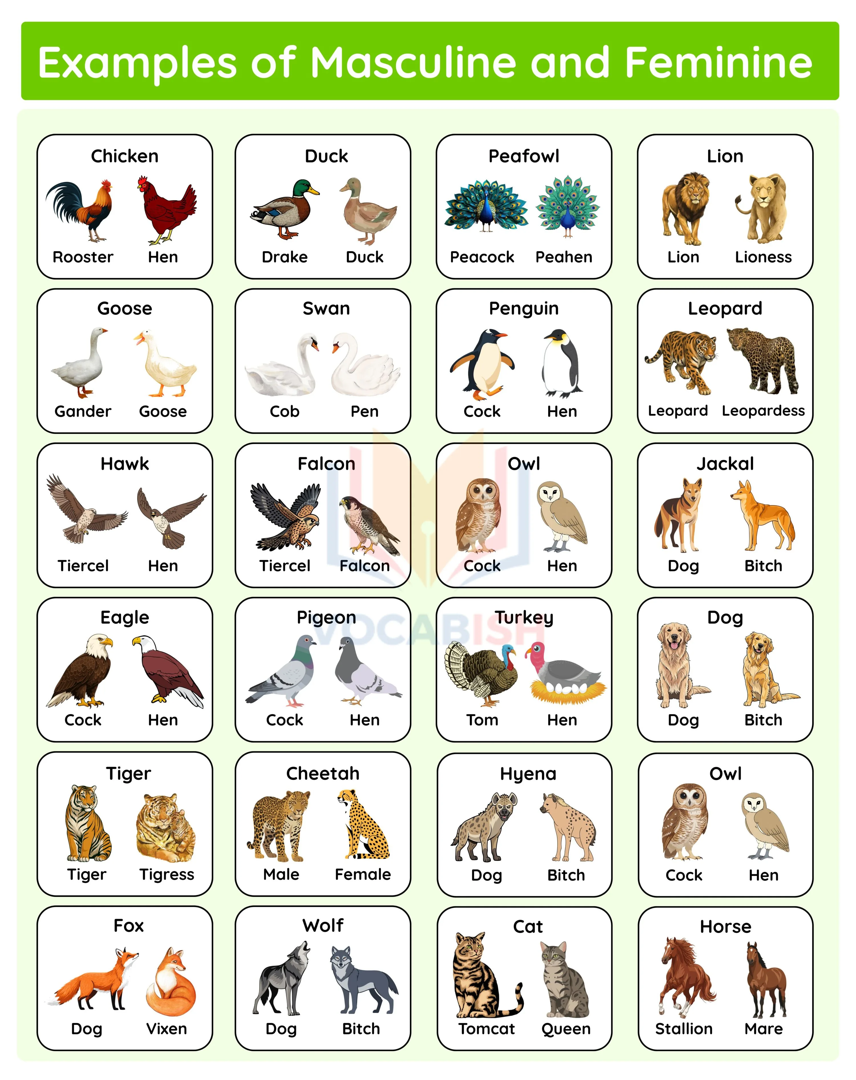 100 Examples of Masculine and Feminine Words | Vocabish